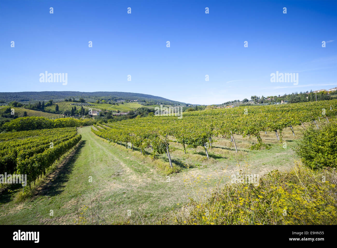 Wine Hill Italy Stock Photo - Alamy