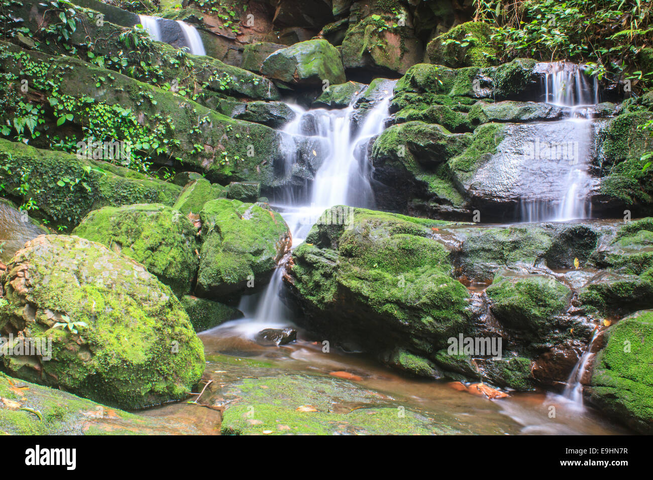 rainforest waterfall and rocks covered with moss Stock Photo - Alamy