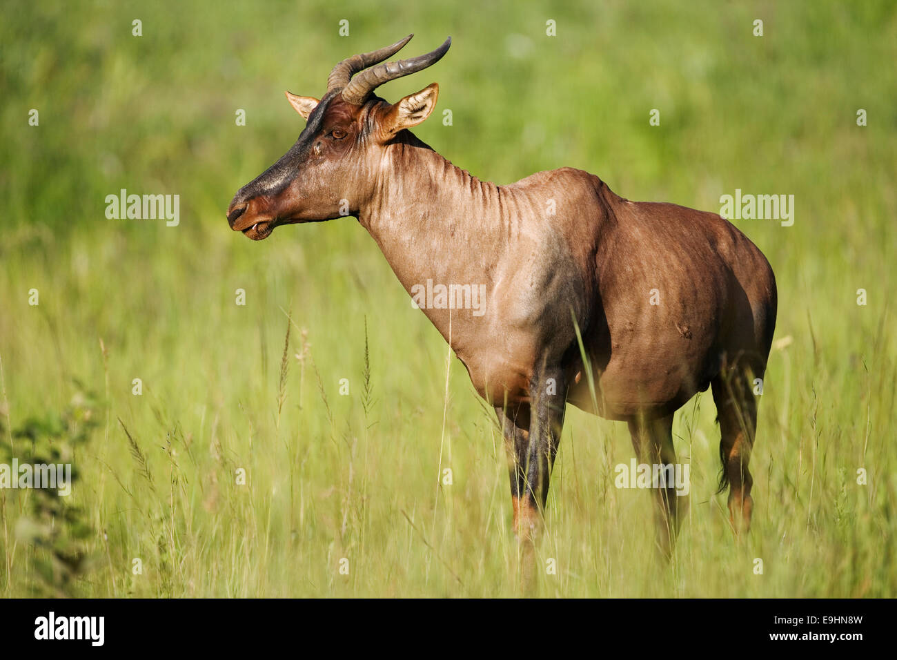 Itala Game Reserve High Resolution Stock Photography and Images - Alamy