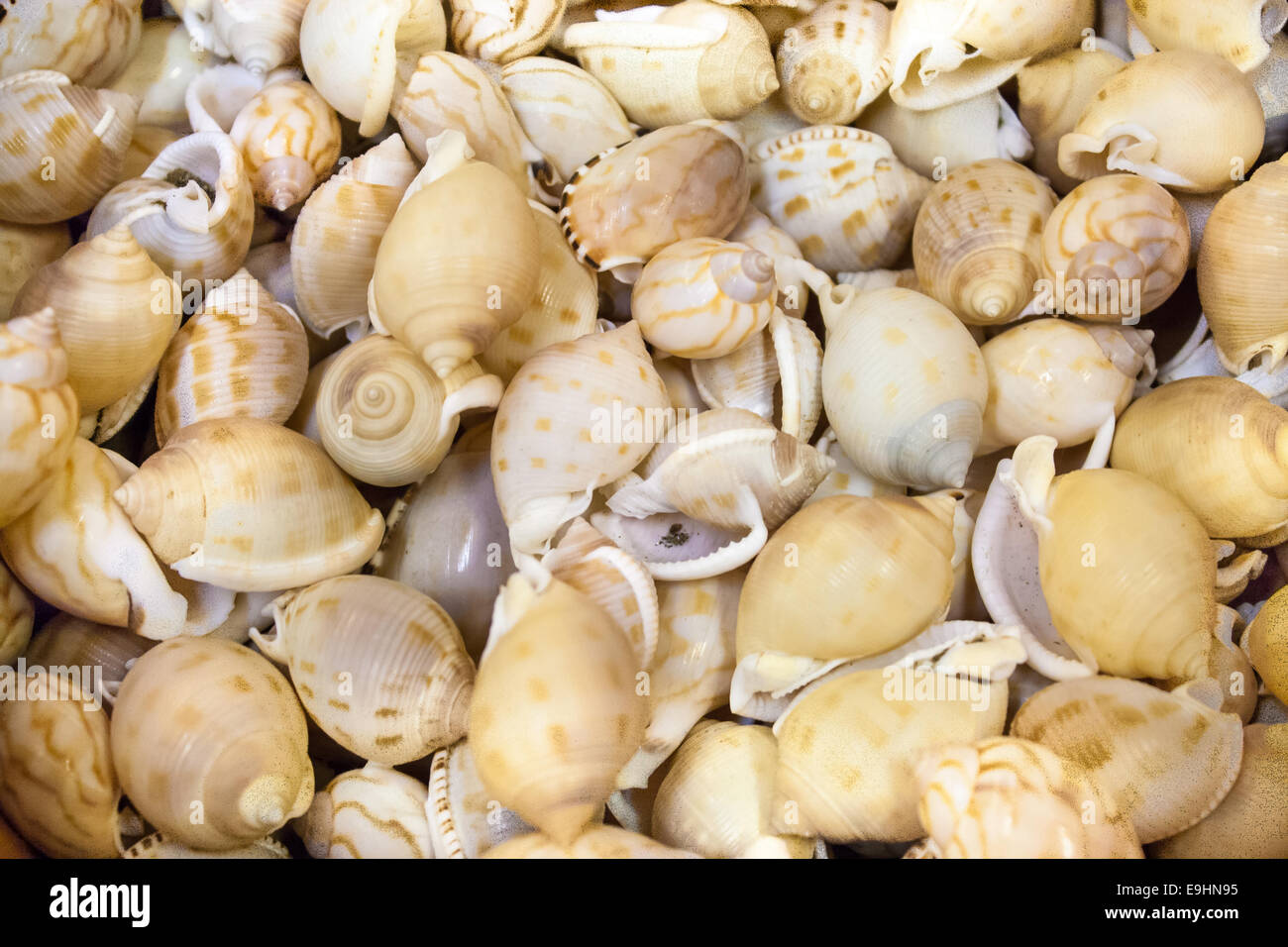 several seashells on the beach Stock Photo - Alamy