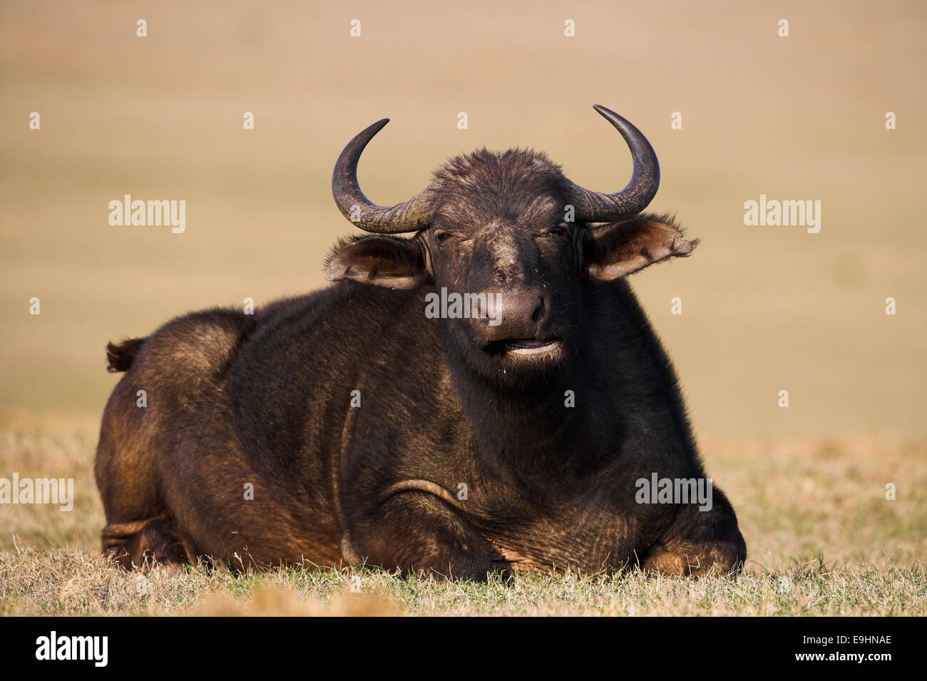Cape buffalo, Syncerus caffer, chewing cud, Addo Elephant National Park ...