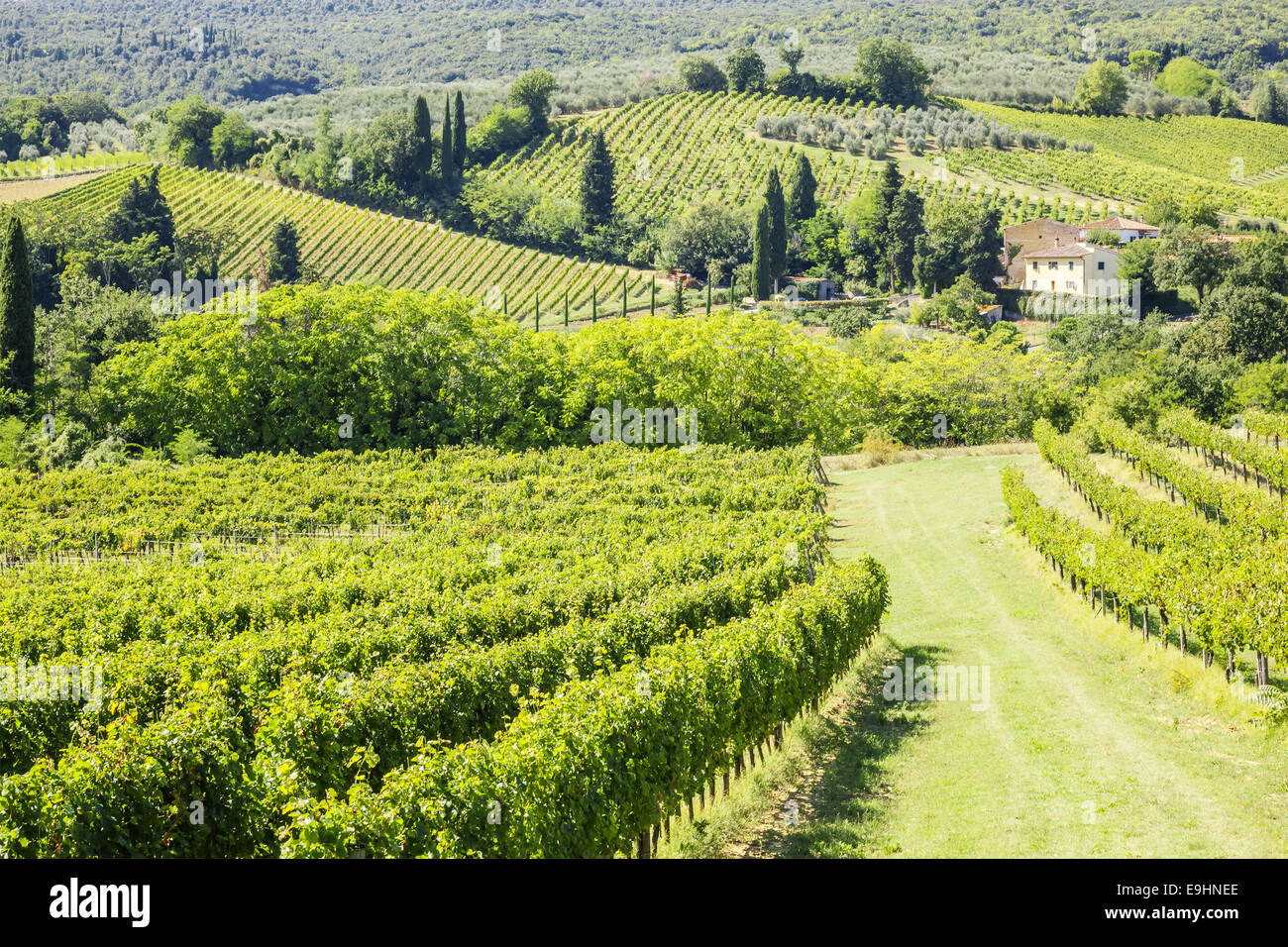 Wine Hill Italy Stock Photo - Alamy