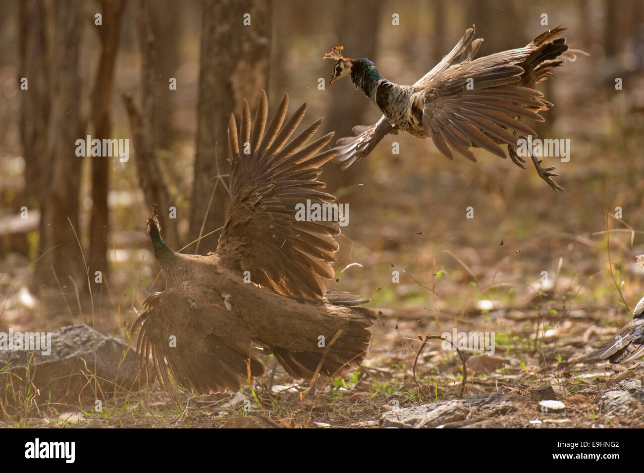 Indian peafowls in ranthambore national hi-res stock photography and ...