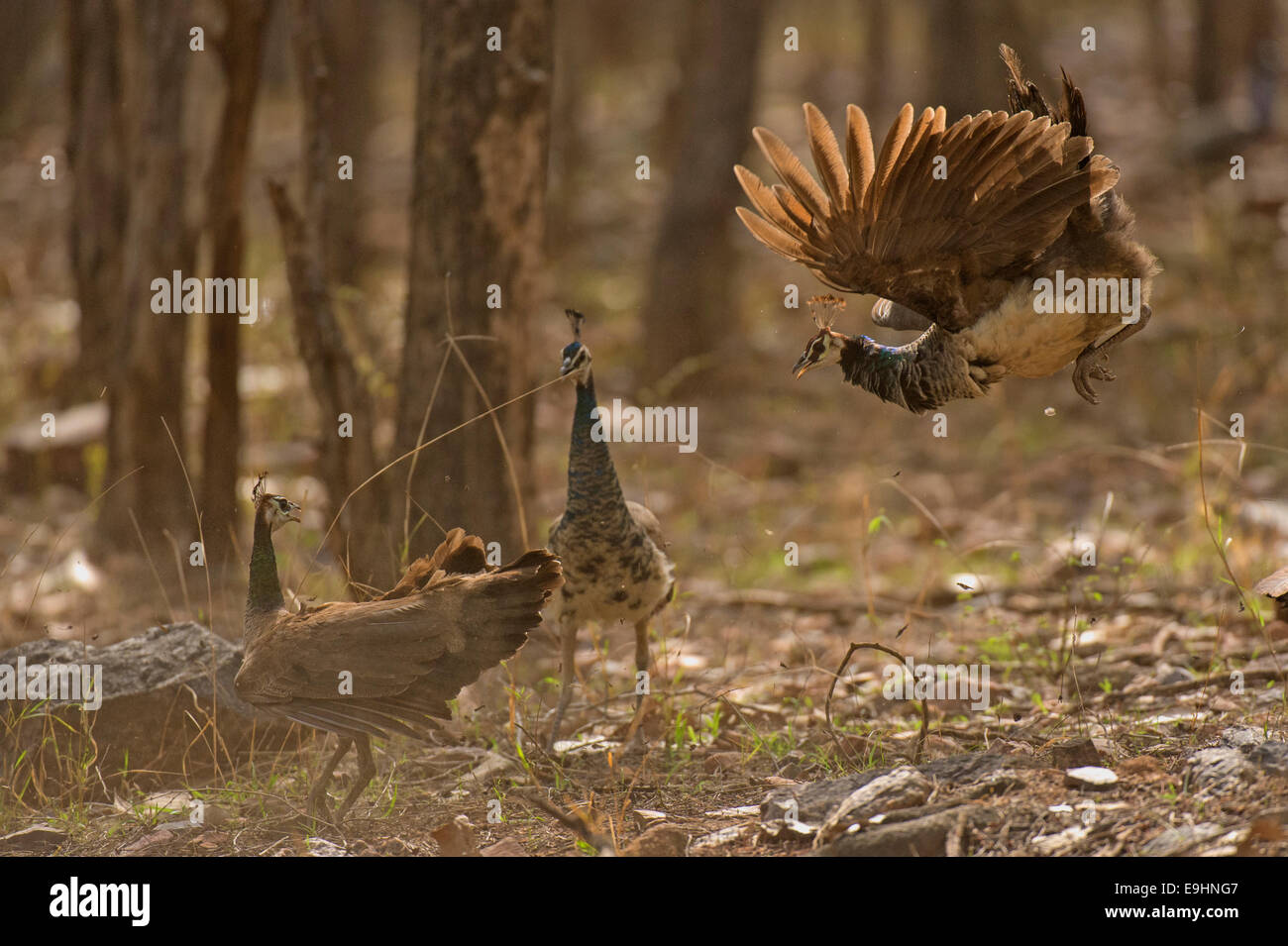 Indian peafowls in ranthambore national hi-res stock photography and ...