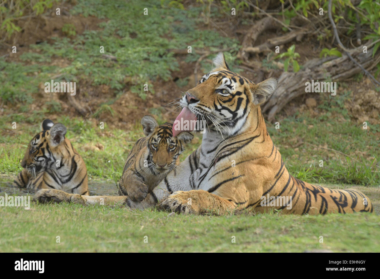 Wild Indian Tiger mother grooming her young cubs in a waterhole in the ...