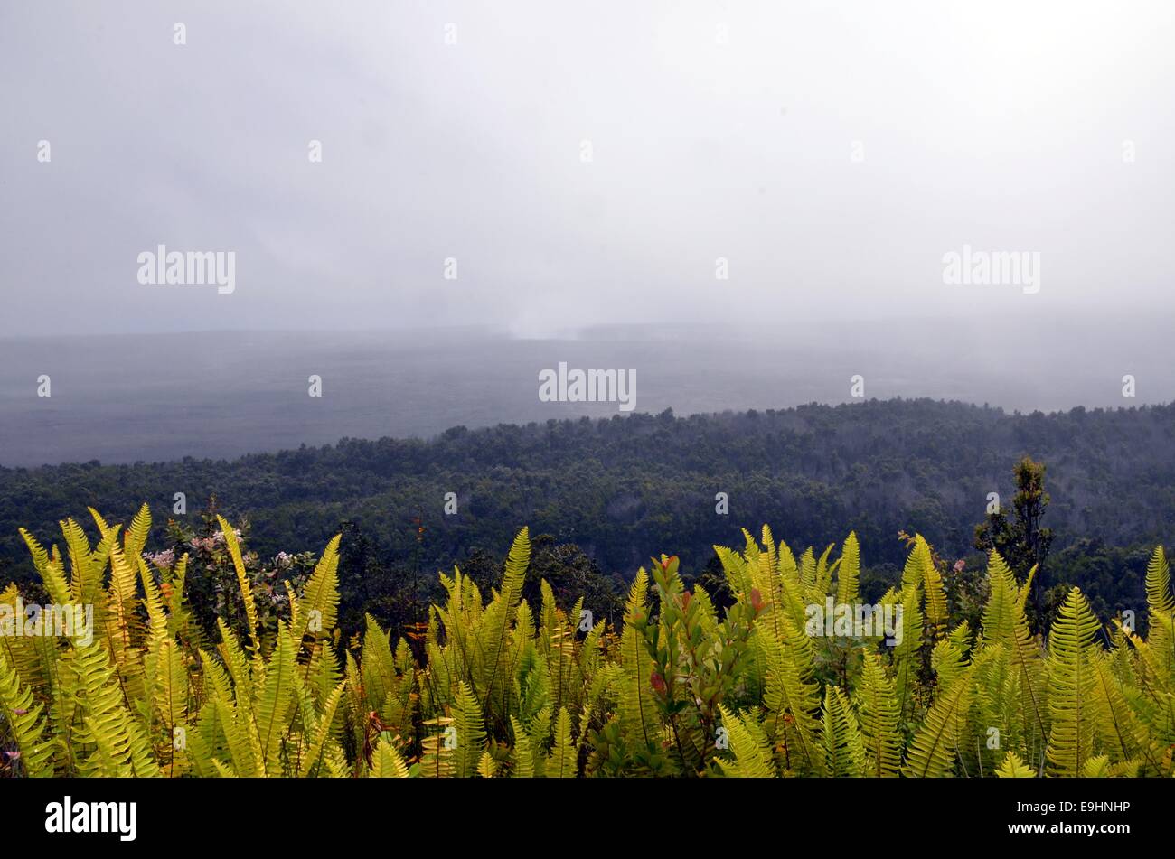 Ferns and trees Hawaii Volcanoes National Park Stock Photo - Alamy