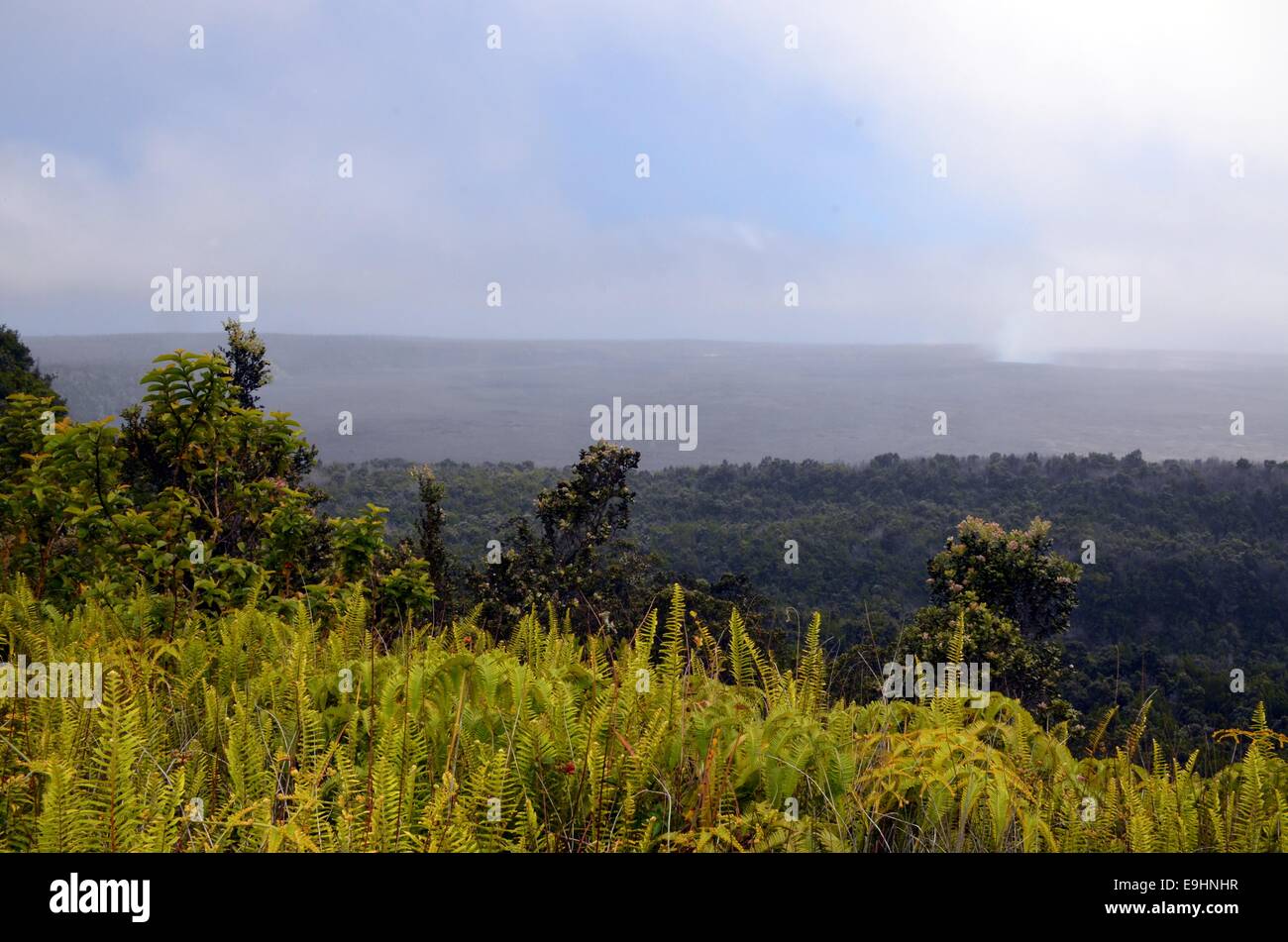 Ferns and Trees at Hawaii Volcanoes National Park Stock Photo - Alamy