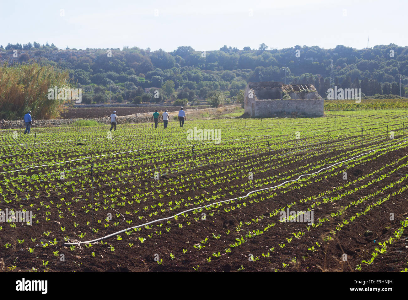 people working commercial field farm farming farmer agriculture Stock ...