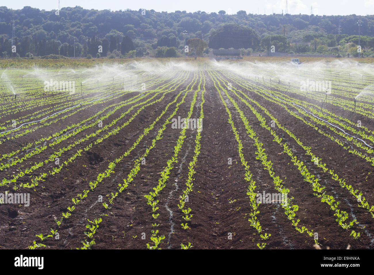 watering commercial farm field agriculture Stock Photo - Alamy