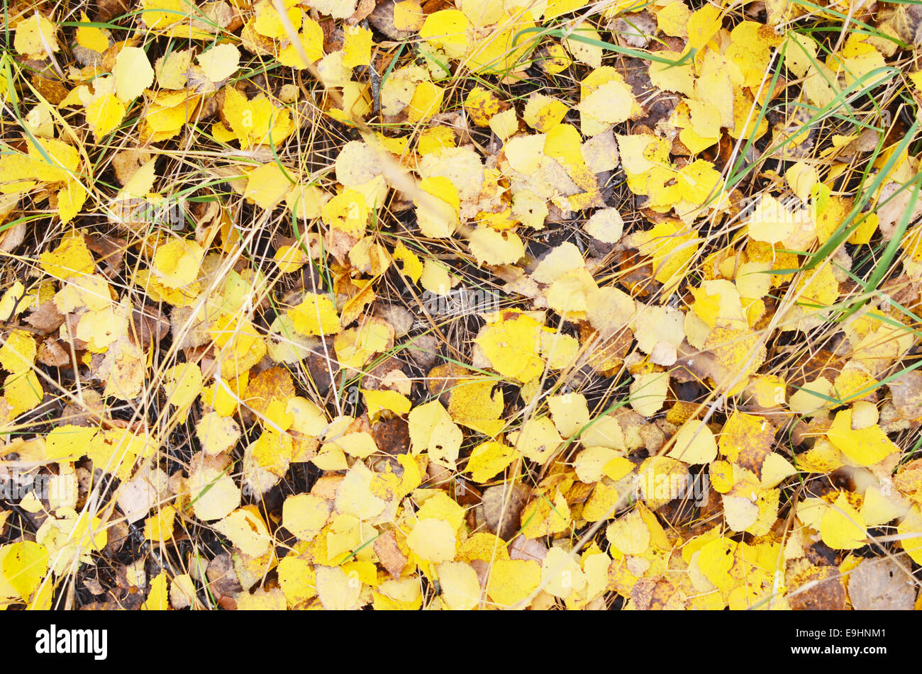 Golden leaf elm hi-res stock photography and images - Alamy