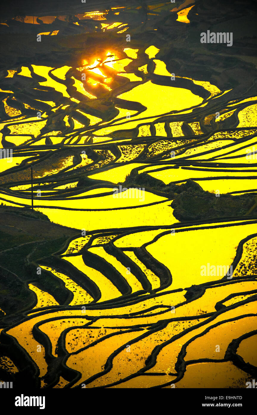 Rice terraces of Yuanyang, Yunnan, China Stock Photo - Alamy