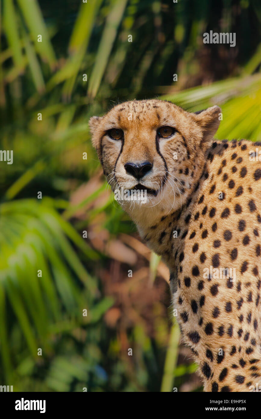 cheetah (Acinonyx jubatus Stock Photo - Alamy