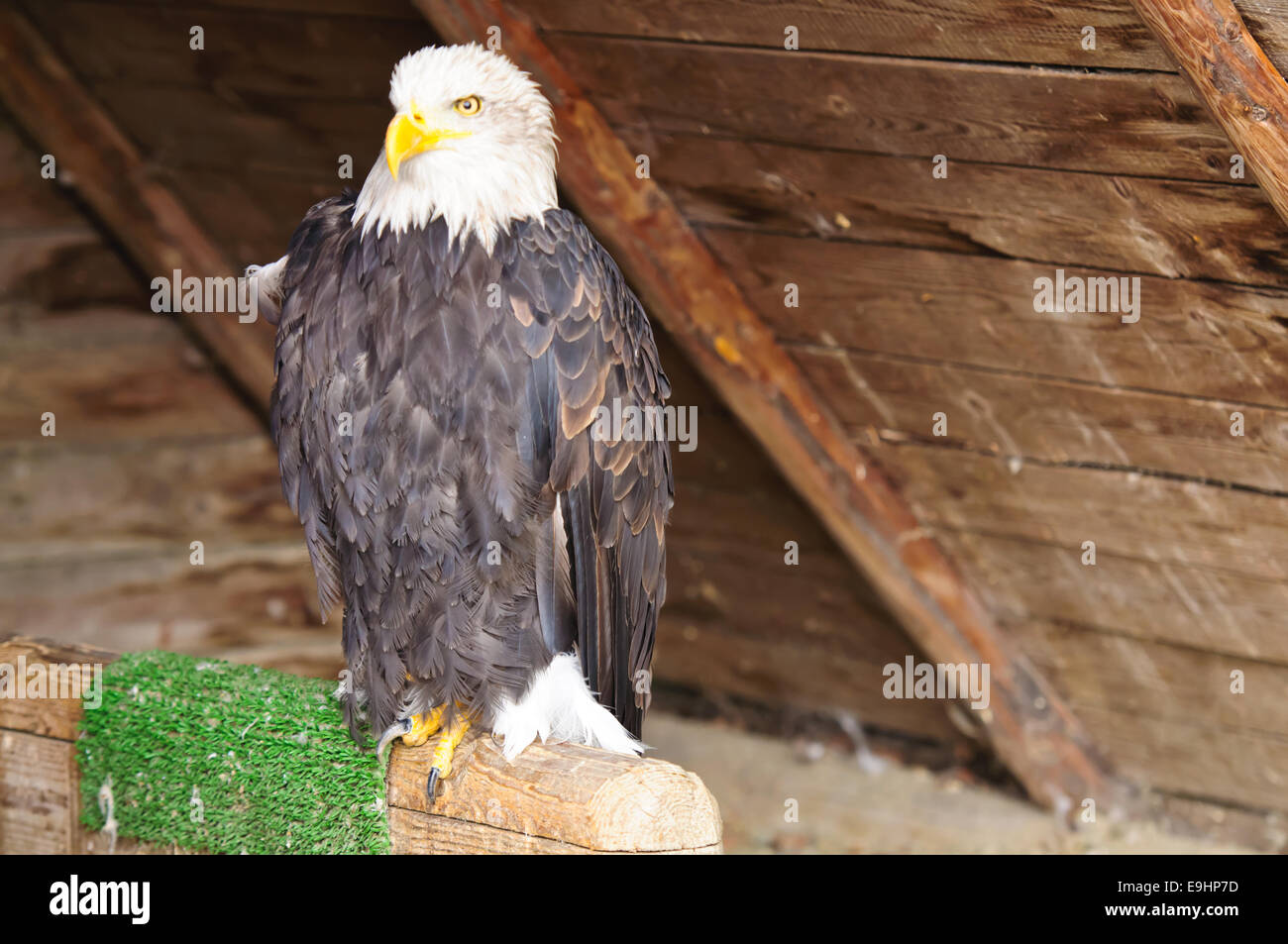 Bald eagle sitting hi-res stock photography and images - Alamy