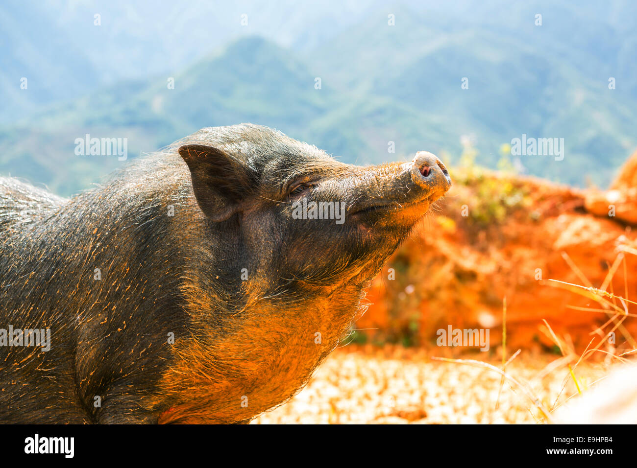 Vietnamese fauna hi-res stock photography and images - Alamy