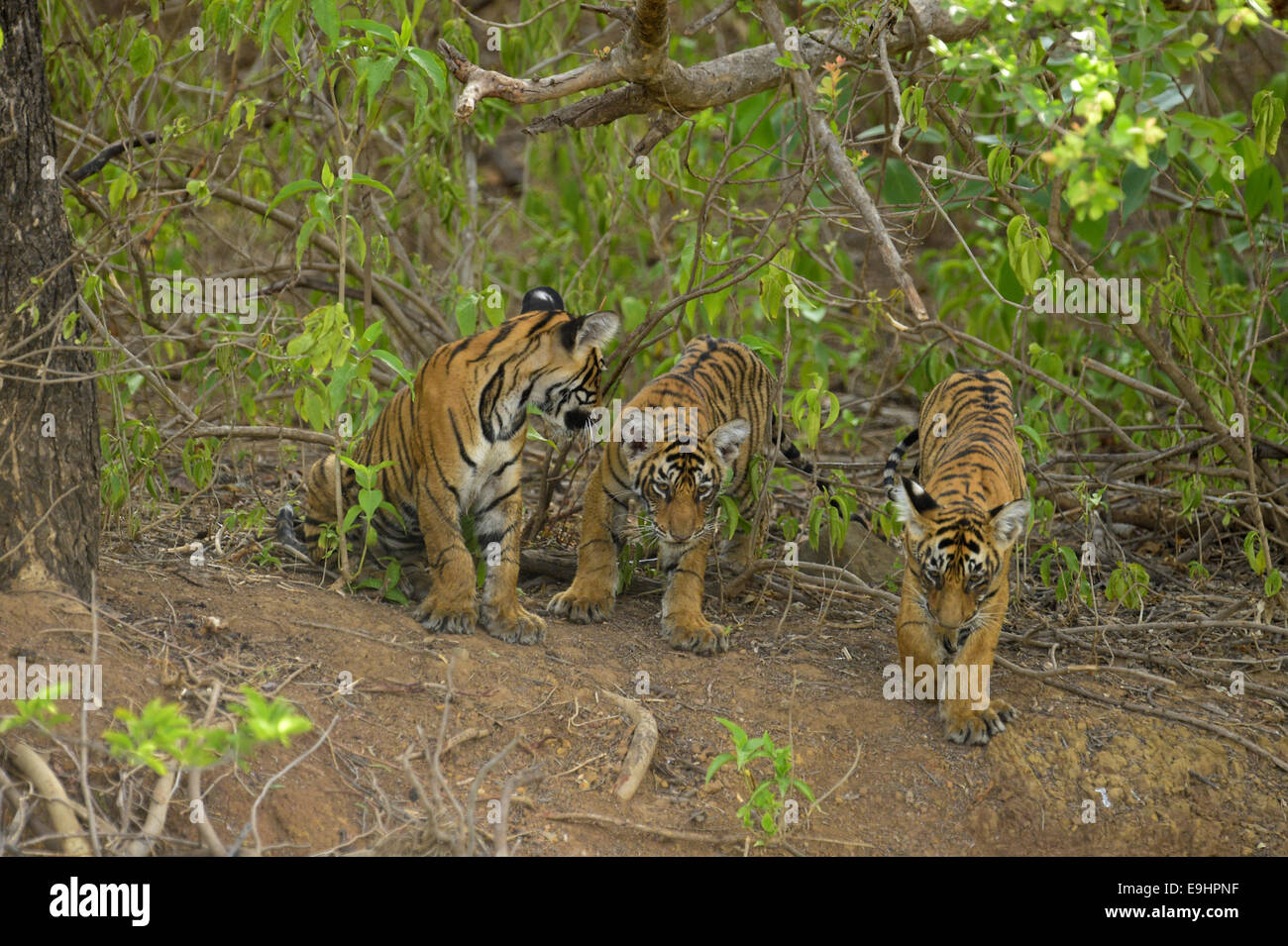 Young Indian Tiger cubs playing in the bushes near a waterhole in ...