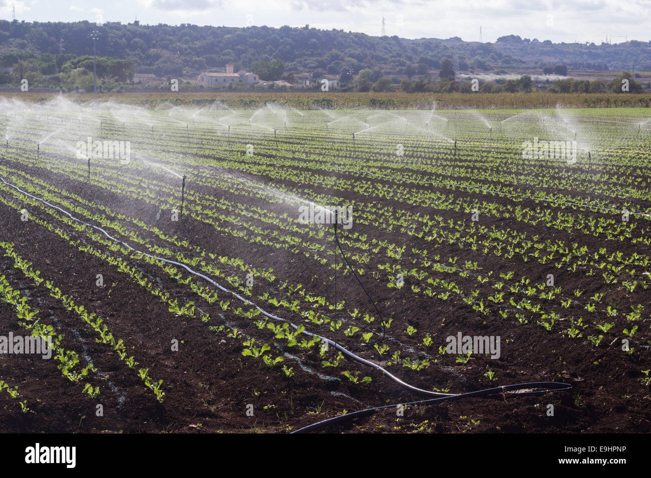 watering commercial farm field agriculture Stock Photo - Alamy