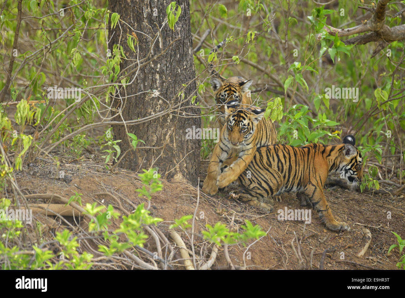 Young Indian Tiger cubs playing in the bushes near a waterhole in ...