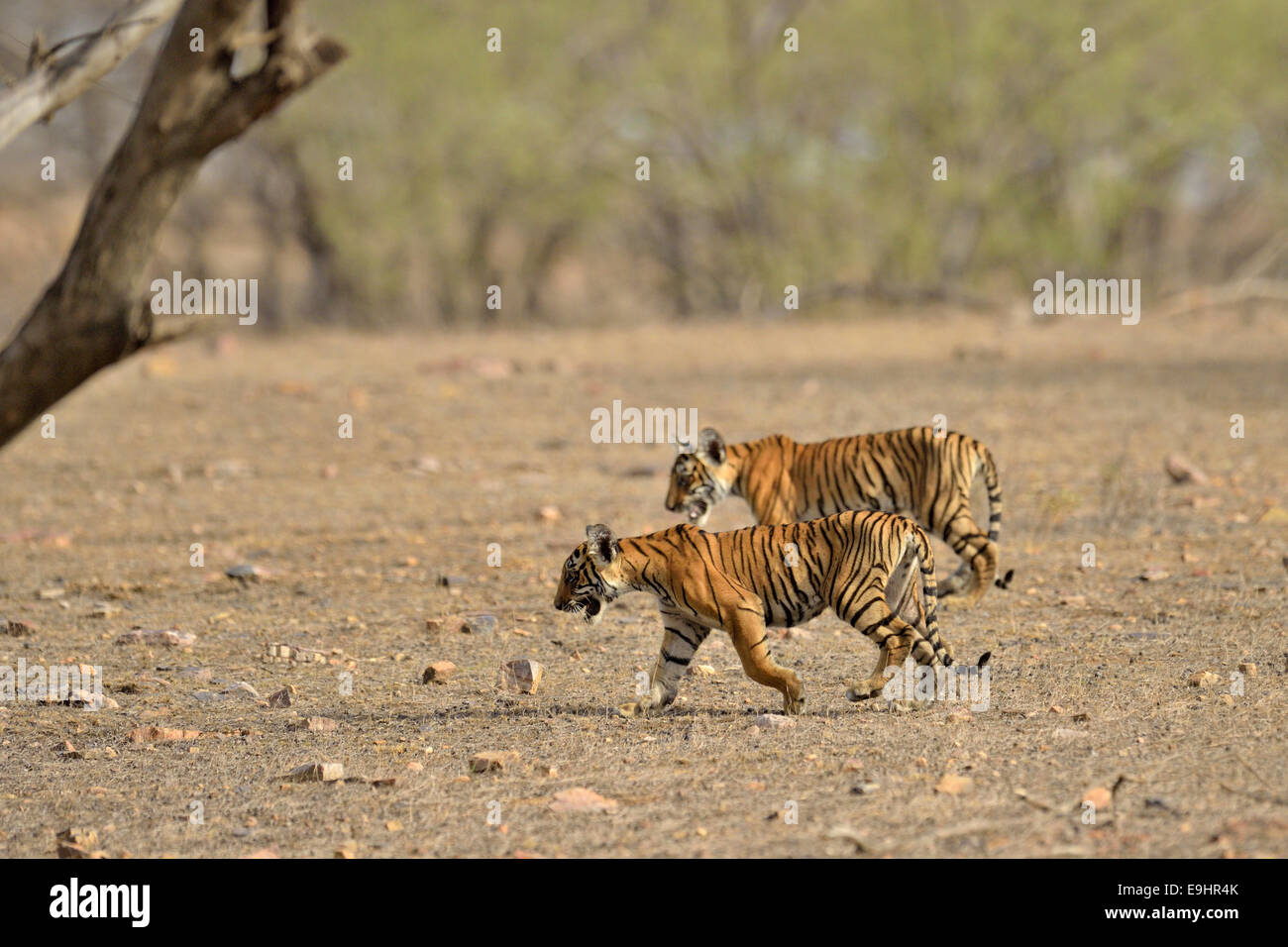 Young Indian Tiger cubs walking across the dry and hot bush forests of ...