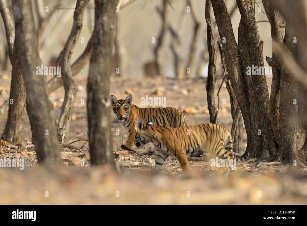Young Indian Tiger cubs walking across the dry and hot wooded forests ...