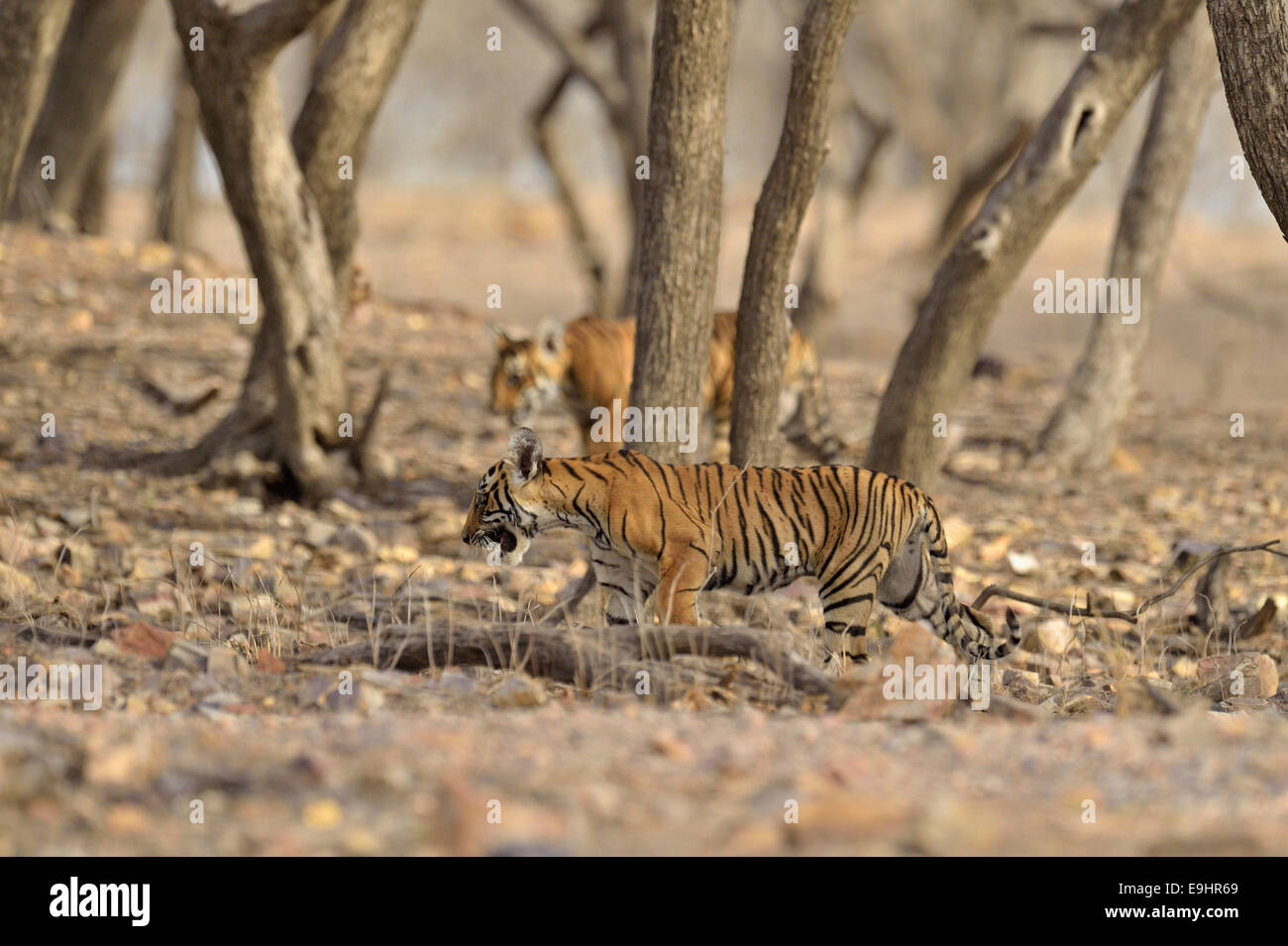 Young Indian Tiger cubs walking across the dry and hot wooded forests ...