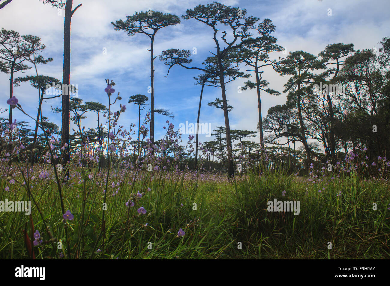 Murdannia giganteum, Thai purple flower and Pine forest in winter ...