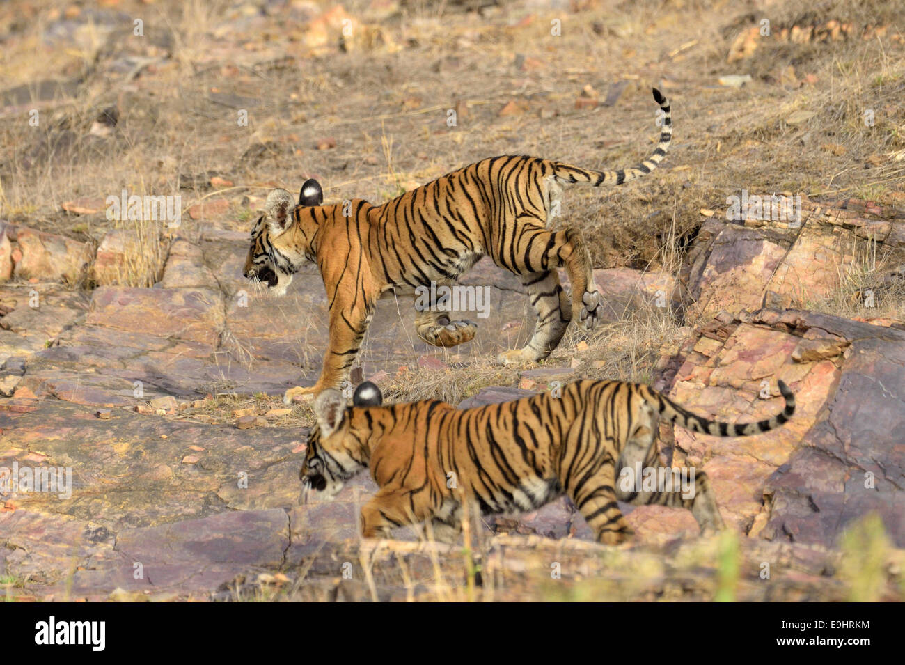 Small tiger cubs hi-res stock photography and images - Alamy