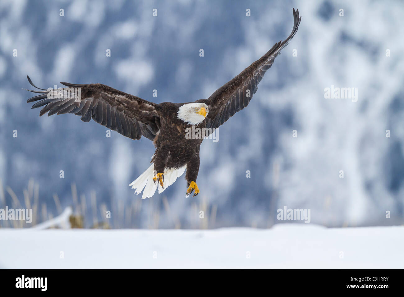 Bald Eagle in flight Stock Photo - Alamy