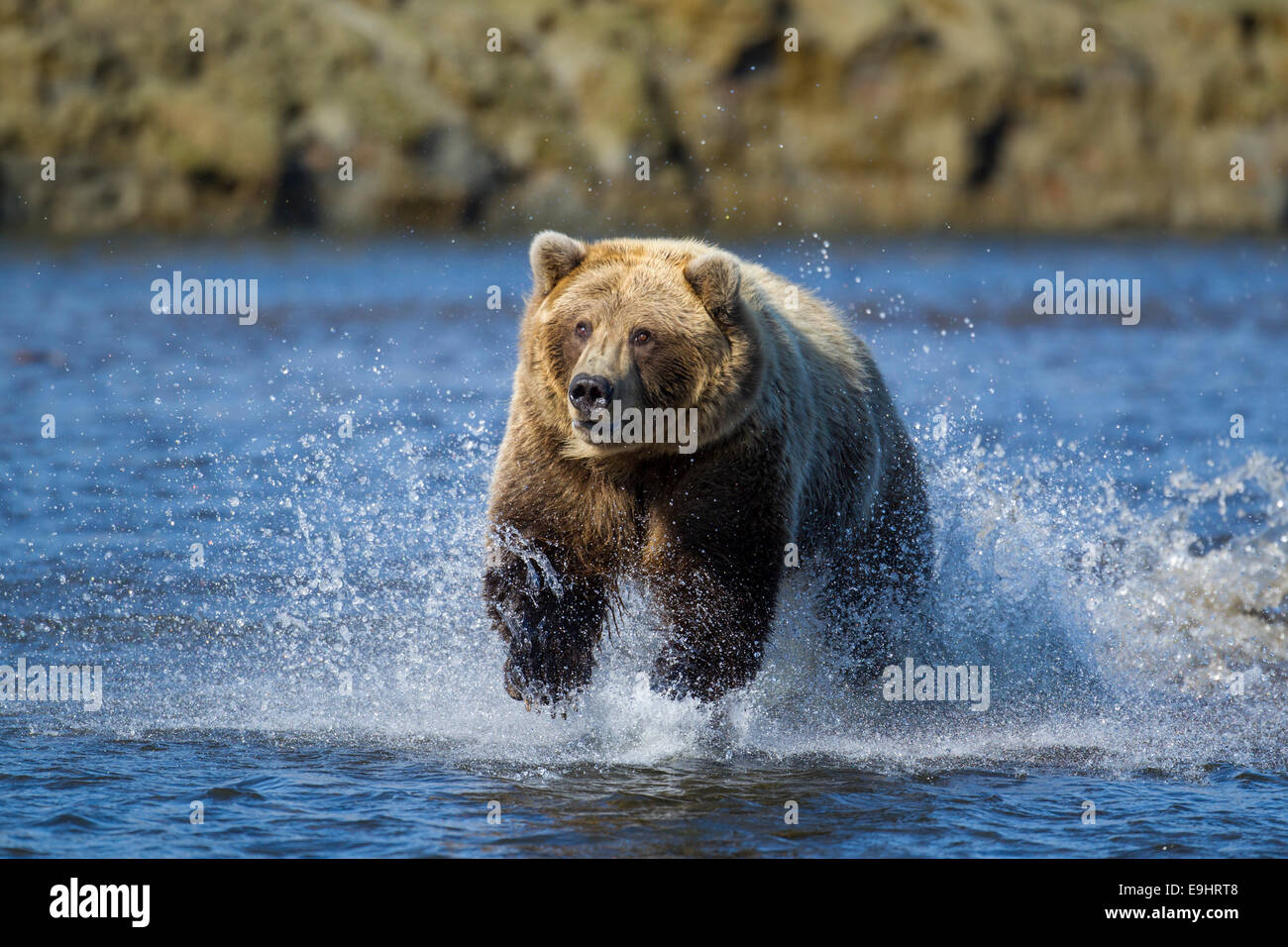 Alaskan bear in water hi-res stock photography and images - Alamy