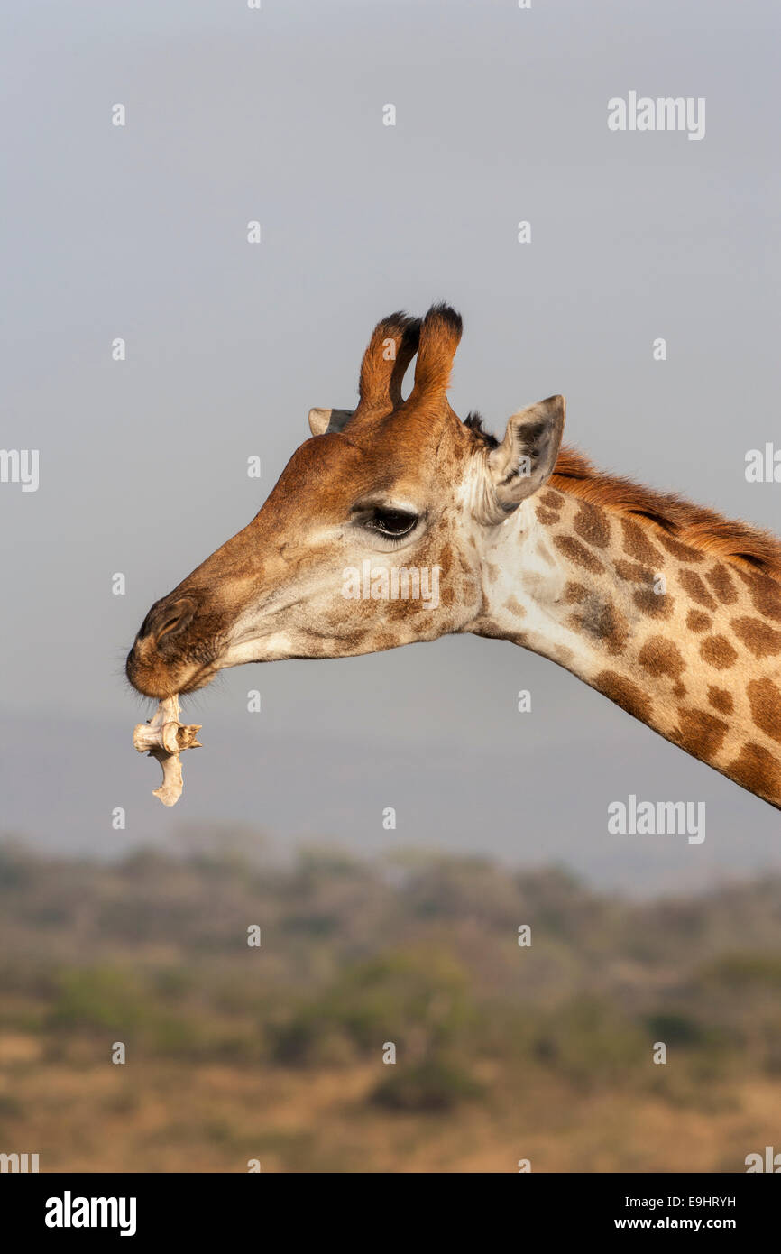 Ostoeophagy hi-res stock photography and images - Alamy