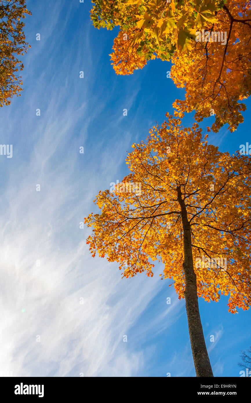 Gold Trees in a park Stock Photo - Alamy
