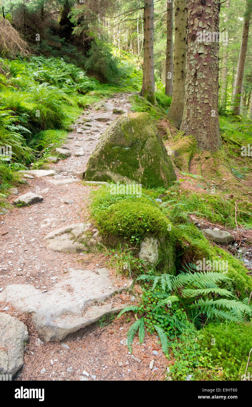 Footath Through Strathyre Forest, Queen Elizabeth Forest Park ...
