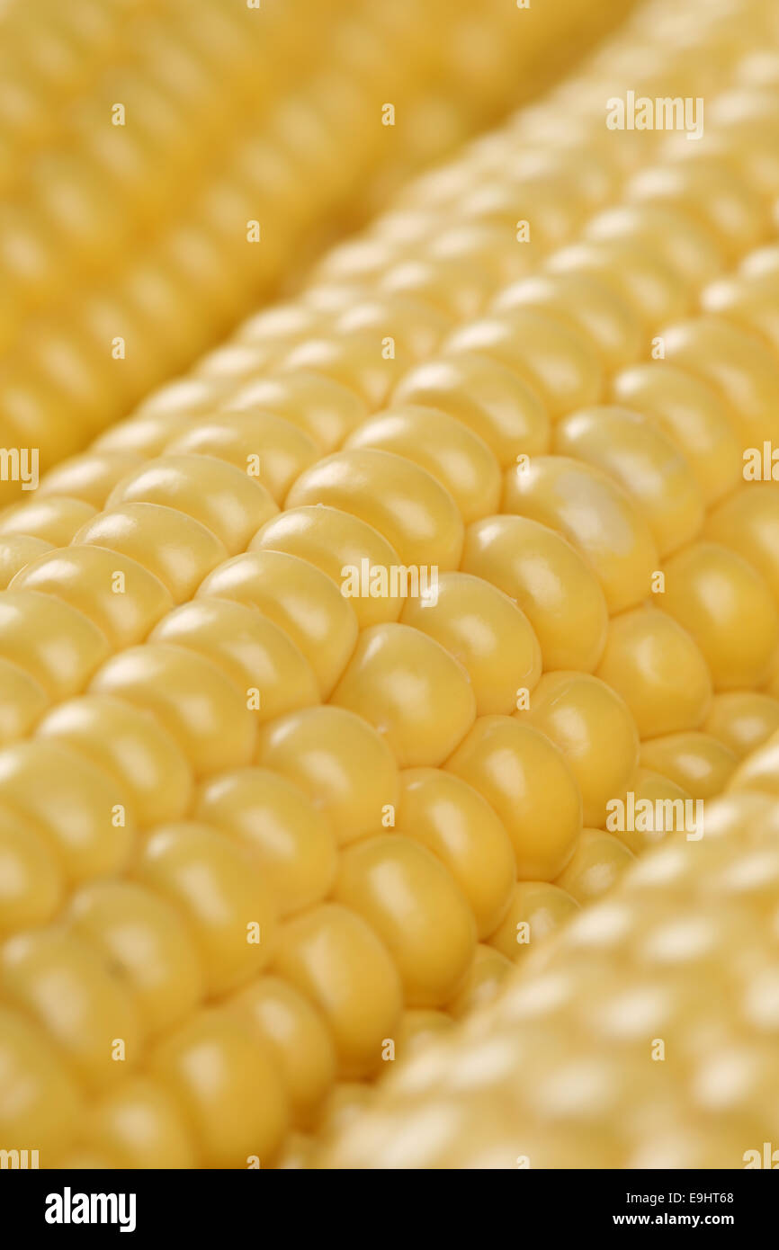 Row corn cob on hi-res stock photography and images - Alamy