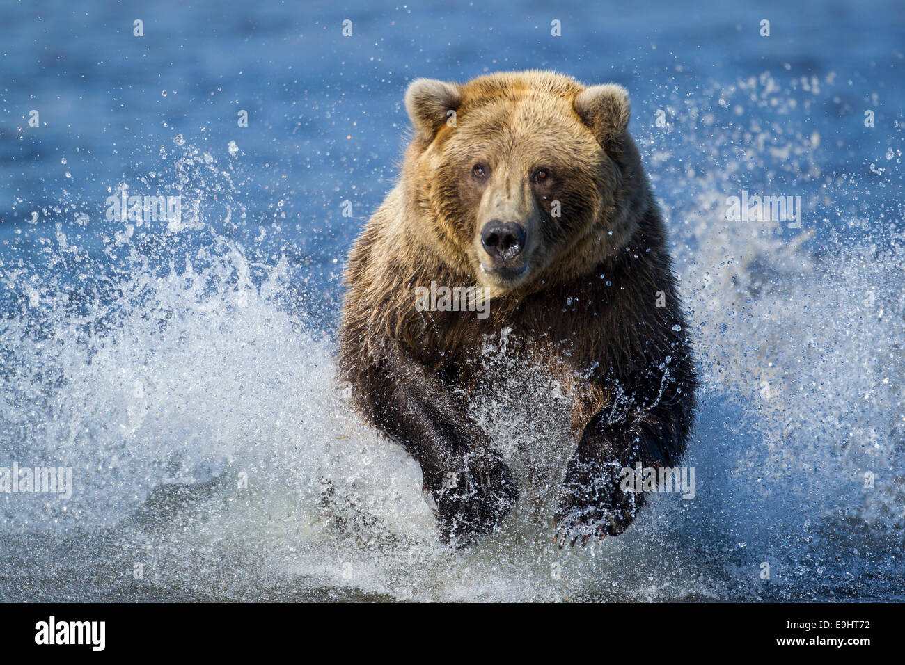Alaskan brown bear chasing salmon hi-res stock photography and images ...