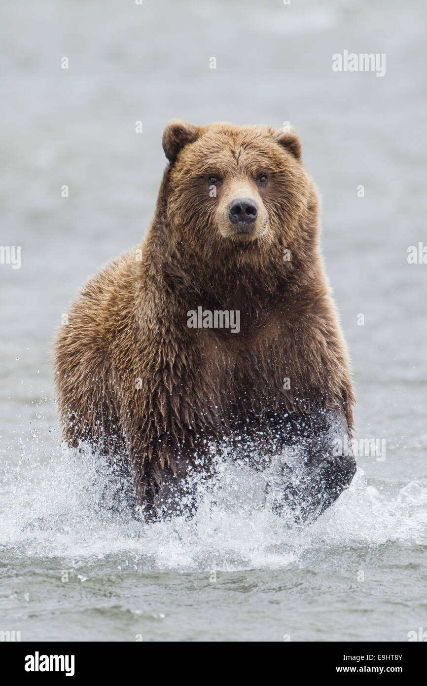 Alaskan brown bear Stock Photo - Alamy