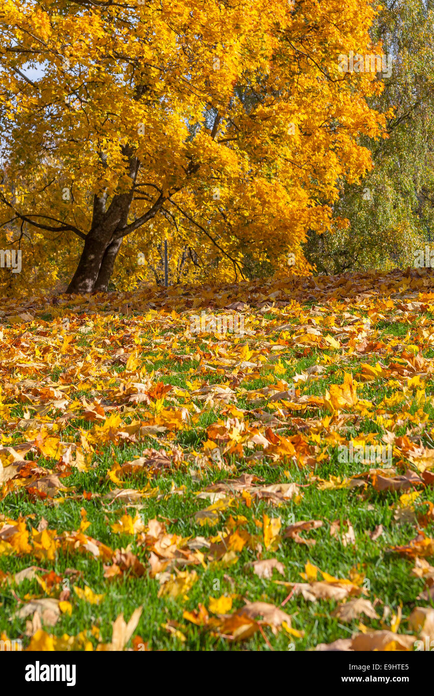 Colors of Fall Stock Photo - Alamy