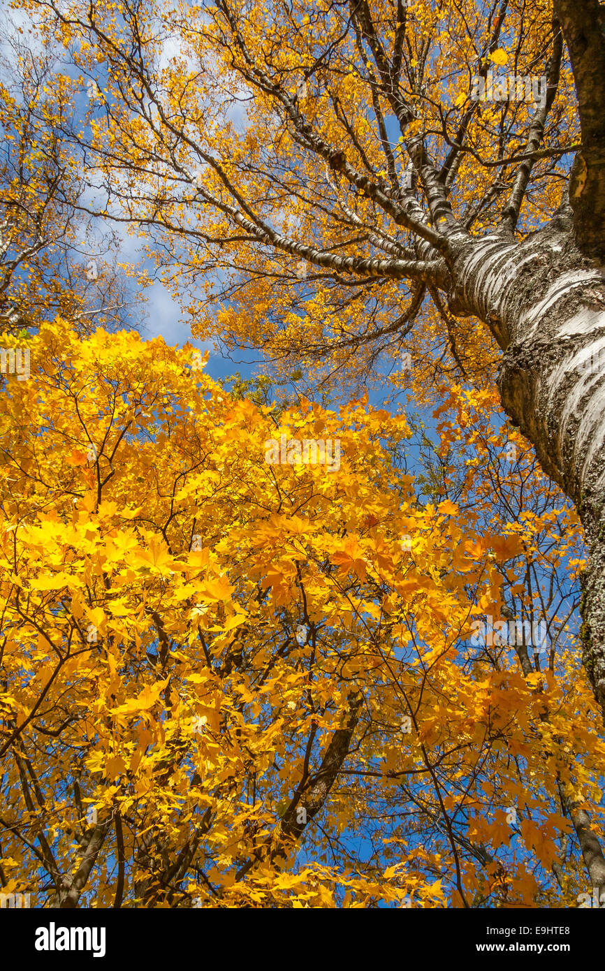 Gold Autumn Trees Stock Photo - Alamy