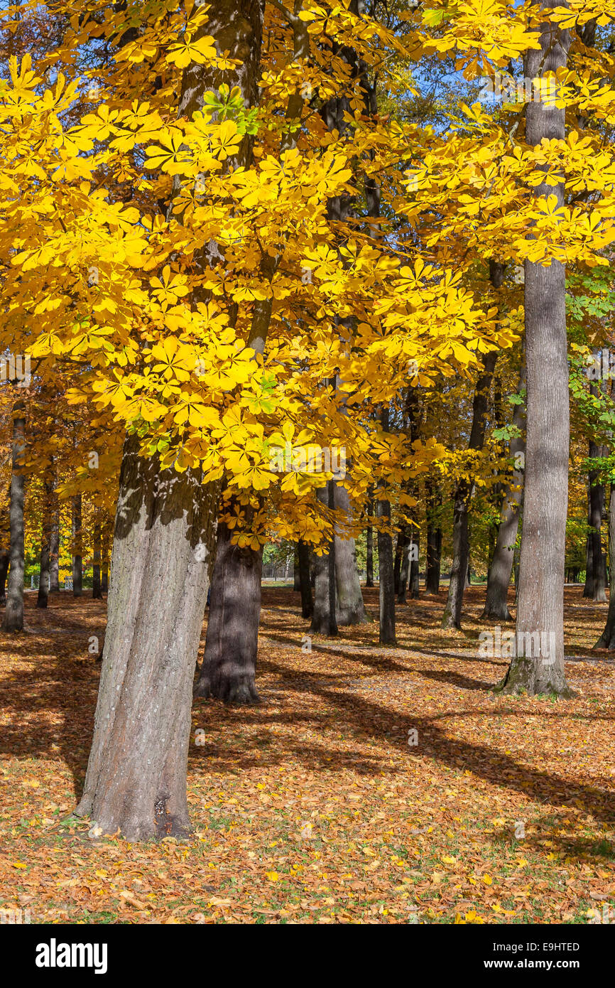 Chestnut tree autumn hi-res stock photography and images - Alamy