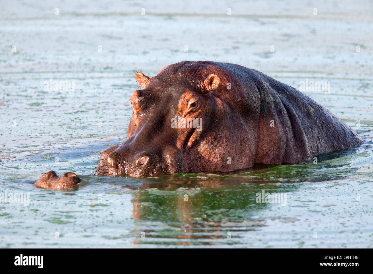 Hippo, Hippopotamus amphibius, mating, Kruger National park, Mpumalanga ...