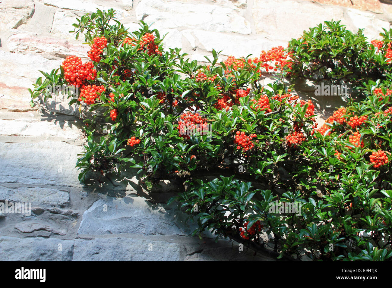 Stone berry berries hi-res stock photography and images - Alamy