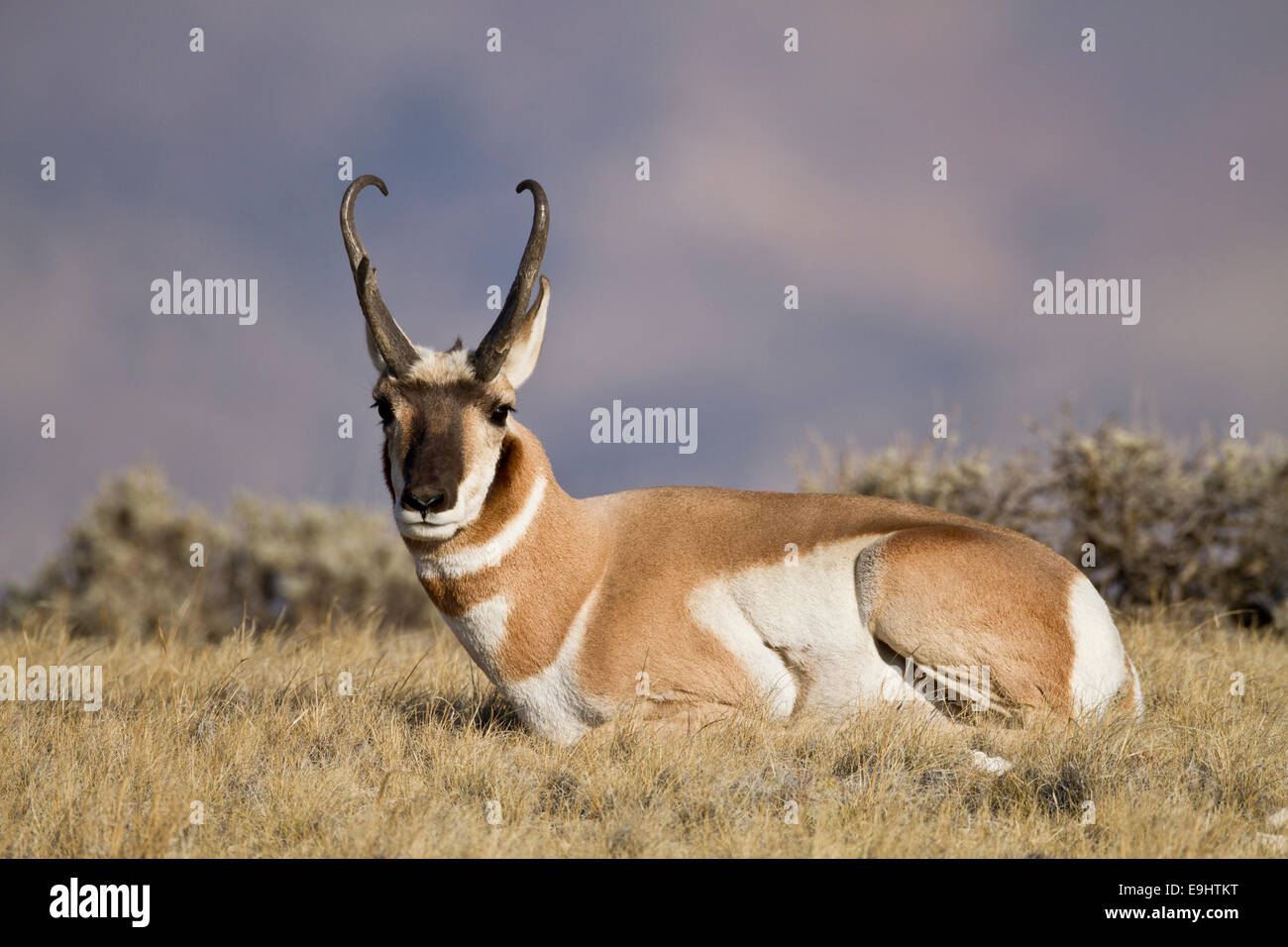 Mating antelope hi-res stock photography and images - Alamy