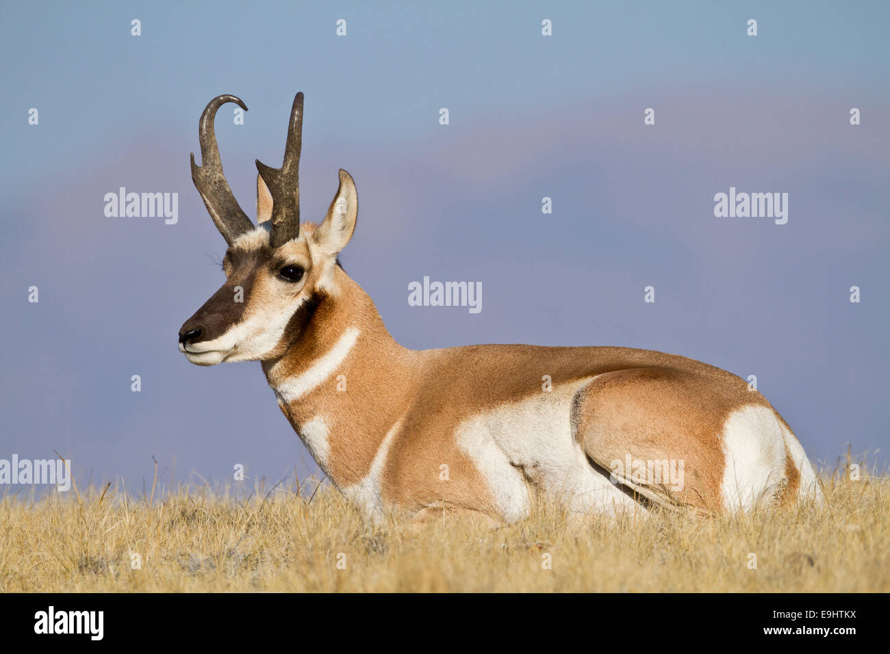 Mating antelope hi-res stock photography and images - Alamy