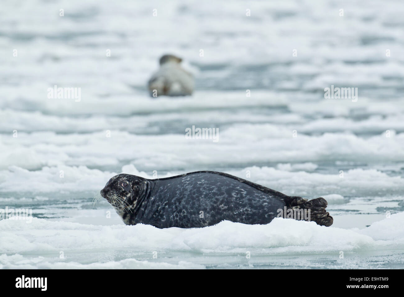 Harbor seals ice hi-res stock photography and images - Alamy