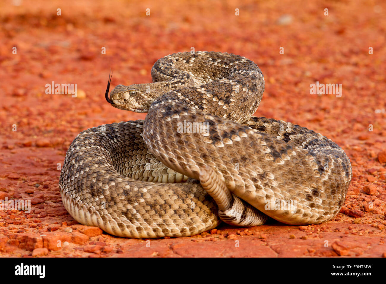 Rattlesnake in Texas Stock Photo - Alamy