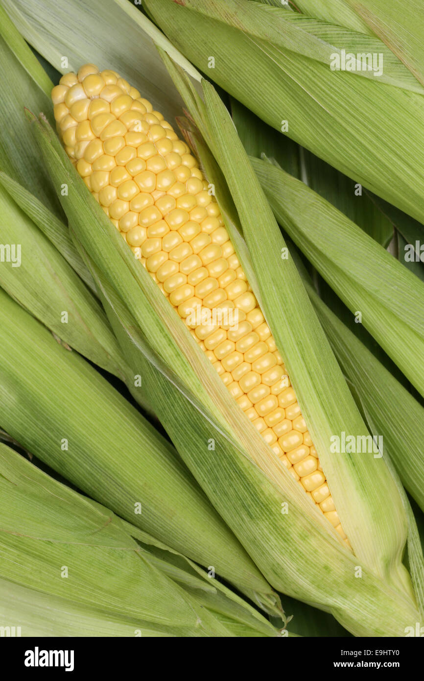 Corn cob plant on leaves in summer during harvest Stock Photo - Alamy