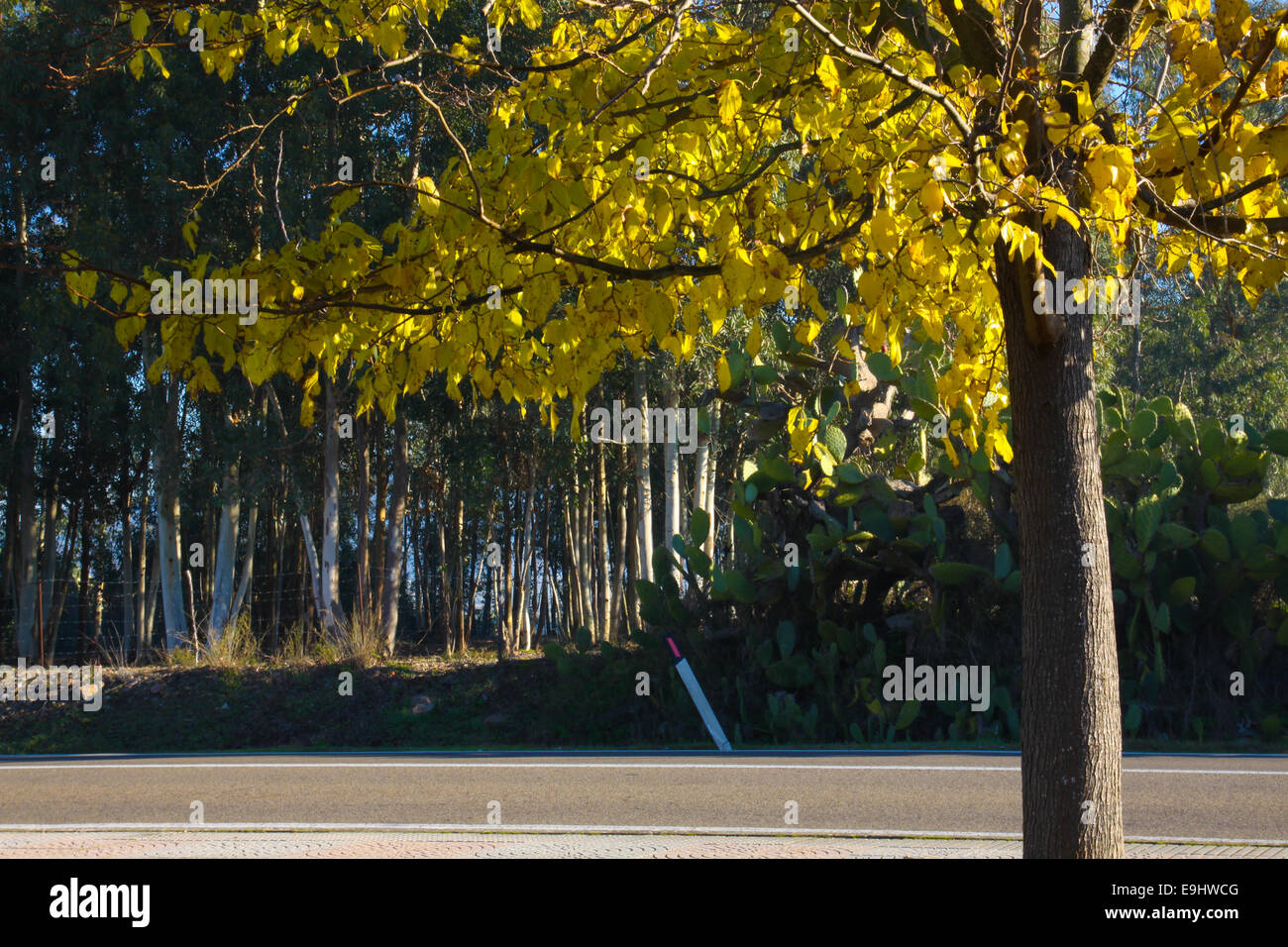 Road tree hi-res stock photography and images - Alamy