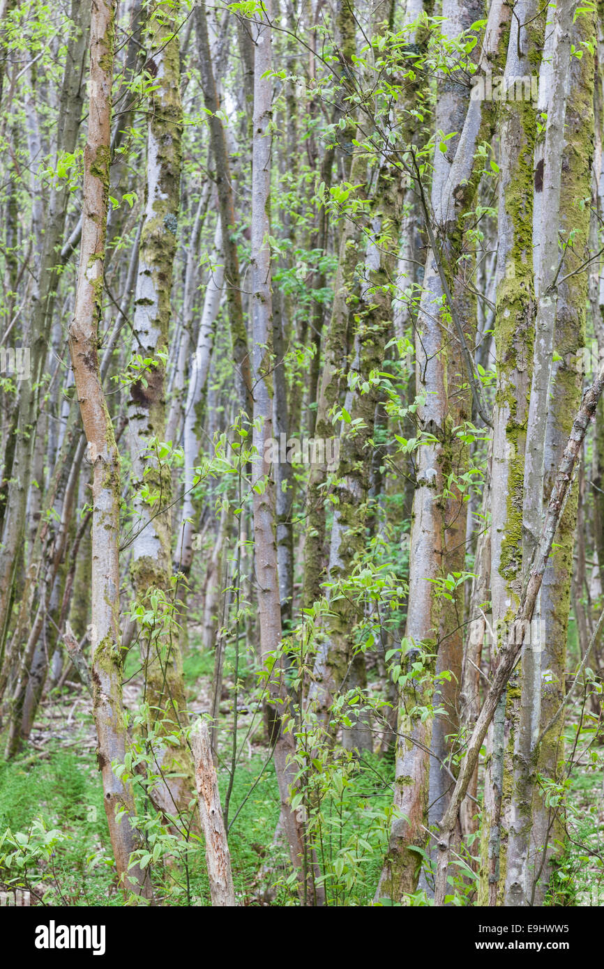 Coppiced trees hi-res stock photography and images - Alamy