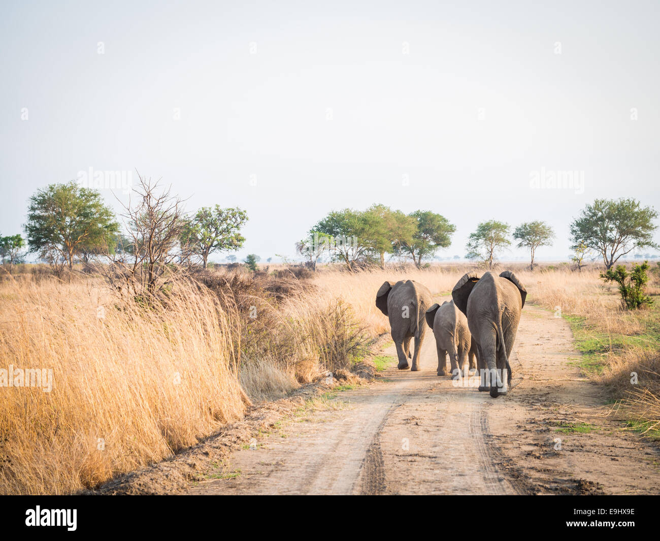 Elephants walking on a path in savanna in Tanzania, Africa Stock Photo ...