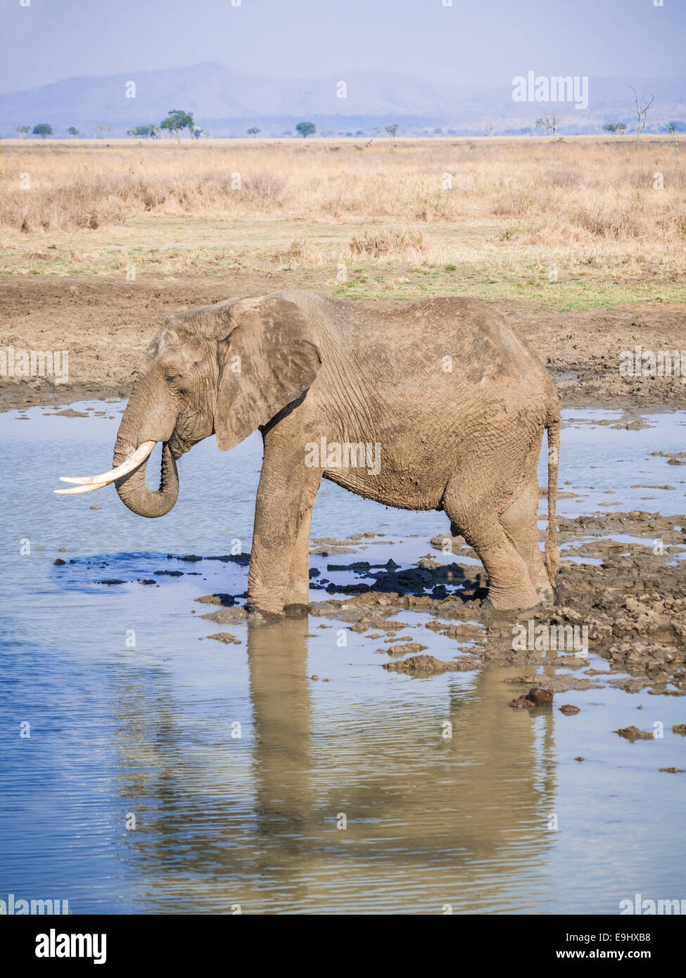 Vertical photo of an adult male elephant with canines drinking water on ...