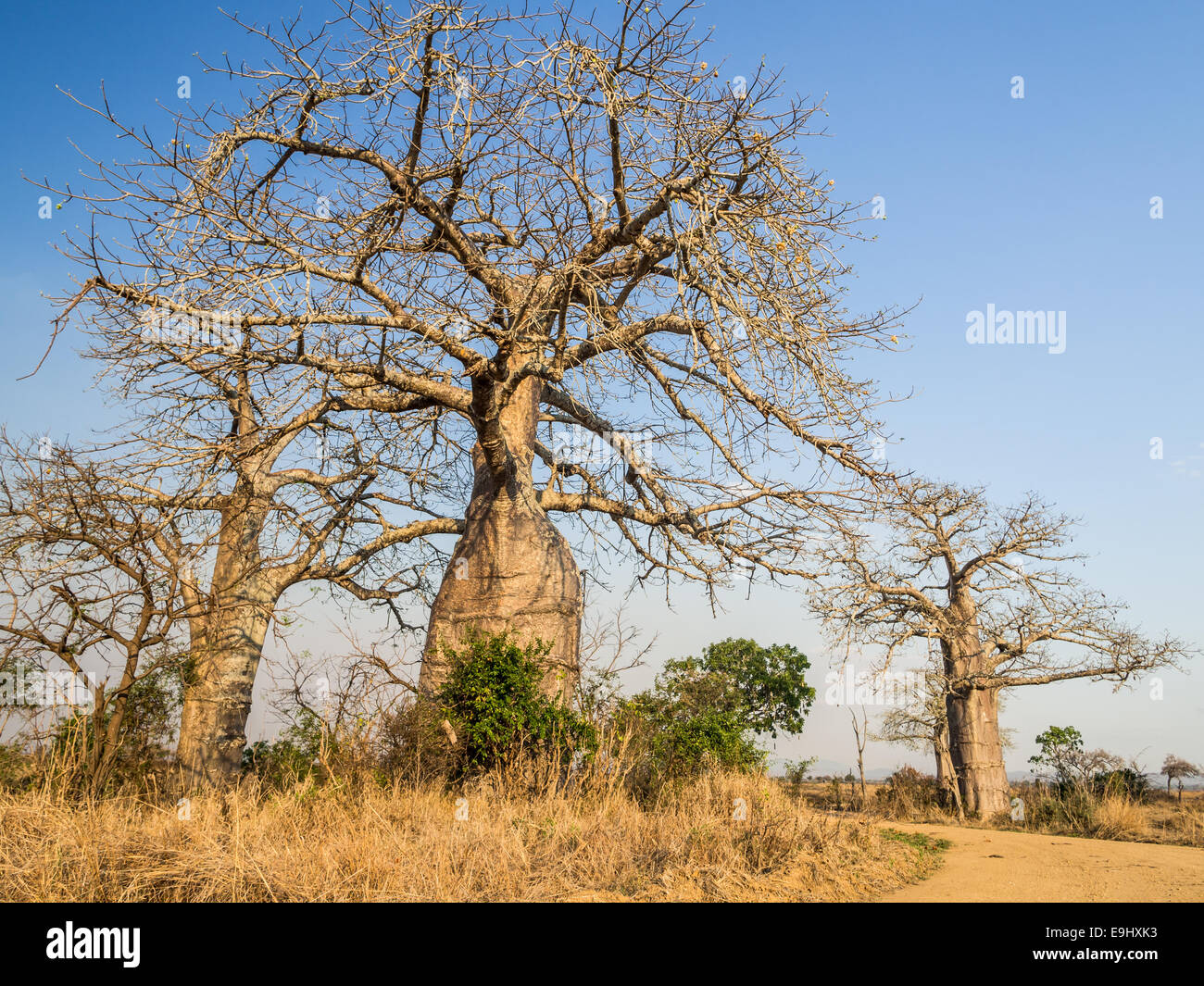Baobab trees on the savanna in Mikumi National Park in Tanzania Stock ...