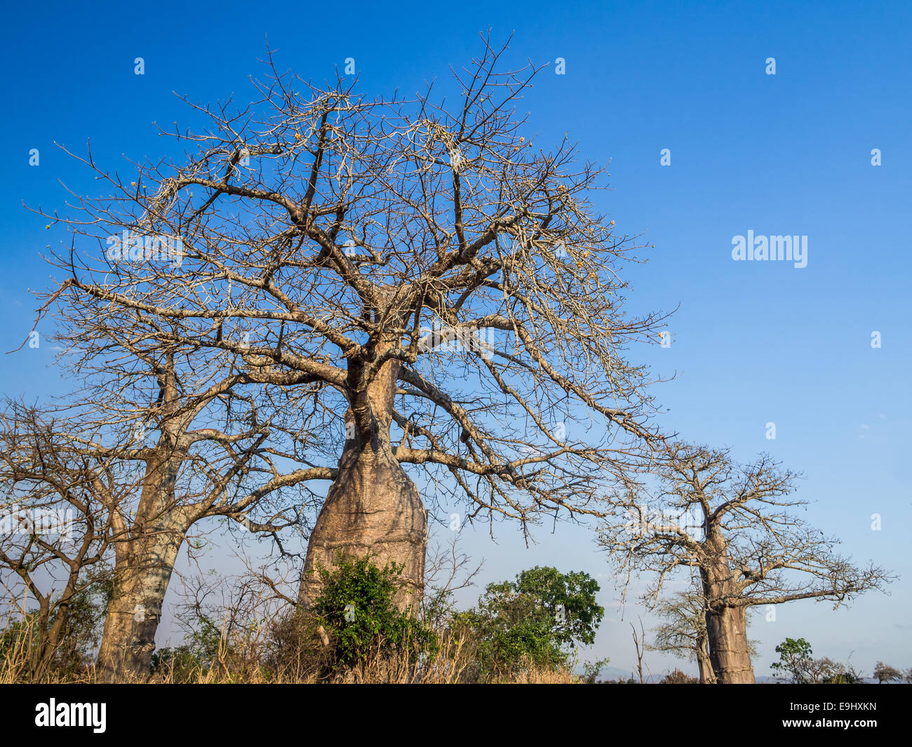 Baobab trees on the savanna in Mikumi National Park in Tanzania Stock ...